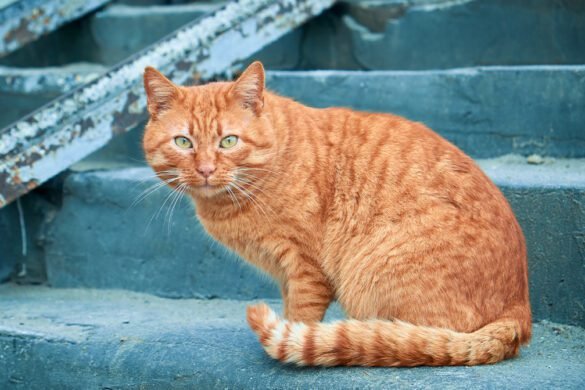 Are Most Orange Cats Male? Ratio Will Surprise You | pawsometips.com