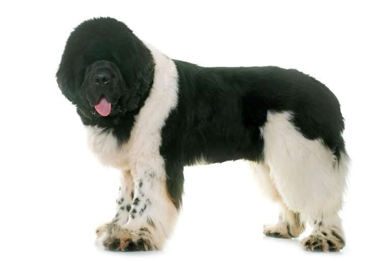 26 Guard Dogs Good For Families in 2024 | pawsometips.com