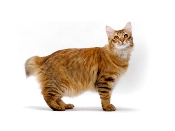 31 Perfect Feline Friends For You: The Best Breeds Of Cats ...