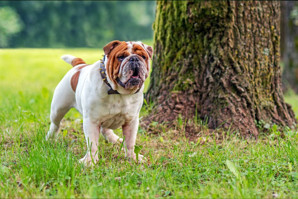 36 The Most Loyal Dog Breeds in the World | pawsometips.com