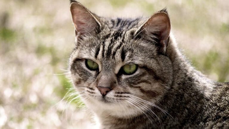 20 Big Eyed Cat Breeds: Which One Is Perfect For You? | pawsometips.com