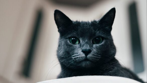 20 Big Eyed Cat Breeds: Which One Is Perfect For You? | pawsometips.com