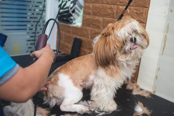 Shih Tzu Grooming Tips: 7 Best Dog Clippers for Shih Tzu | pawsometips.com