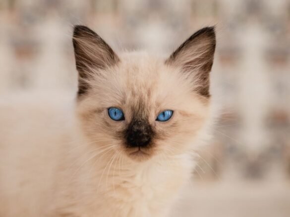Fascinating World of the Ragdoll Siamese Mix: An In-Depth Guide ...