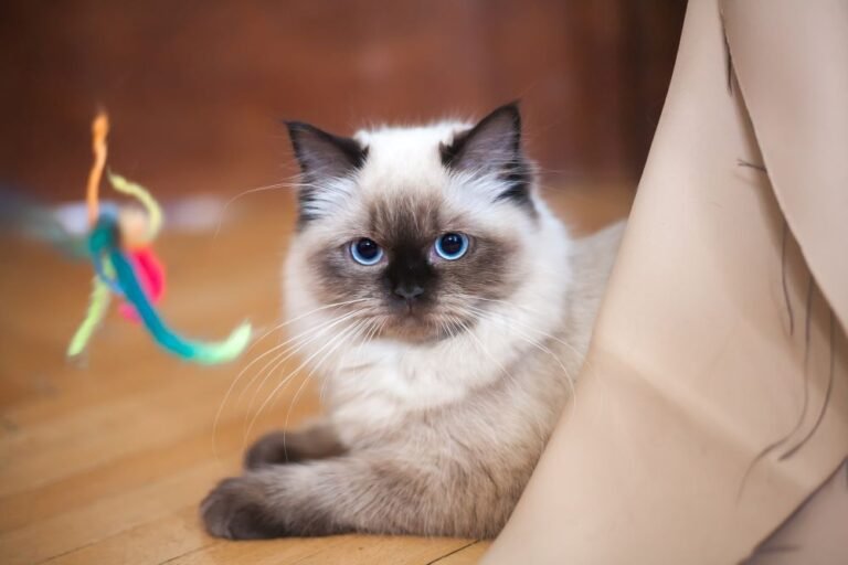 Fascinating World of the Ragdoll Siamese Mix: An In-Depth Guide ...