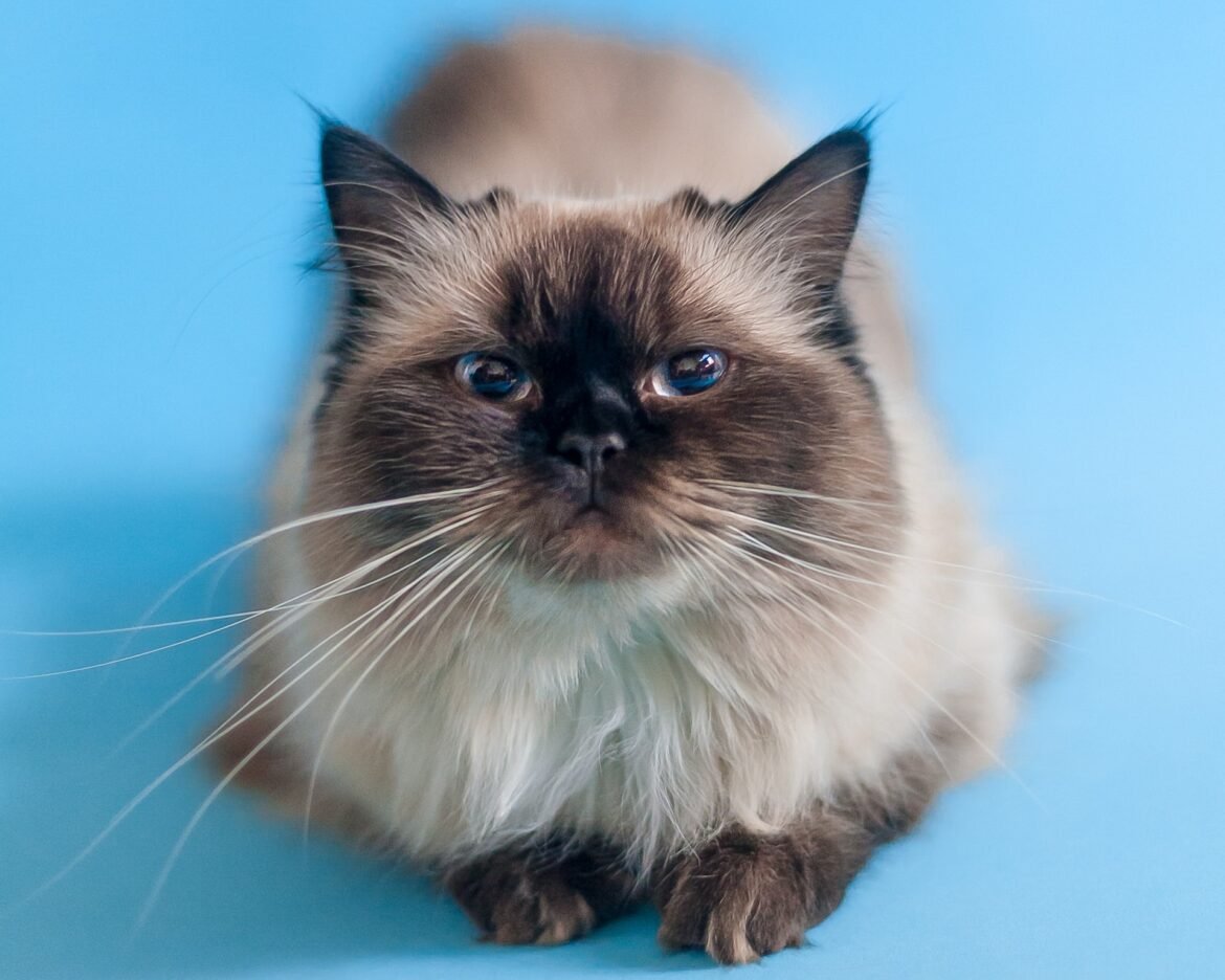 Fascinating World of the Ragdoll Siamese Mix: An In-Depth Guide ...