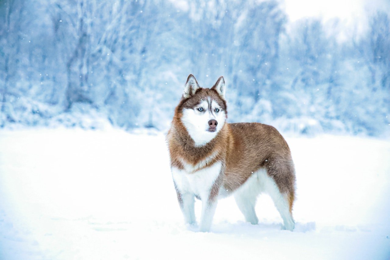 Do Siberian Huskies Get Cold? | pawsometips.com