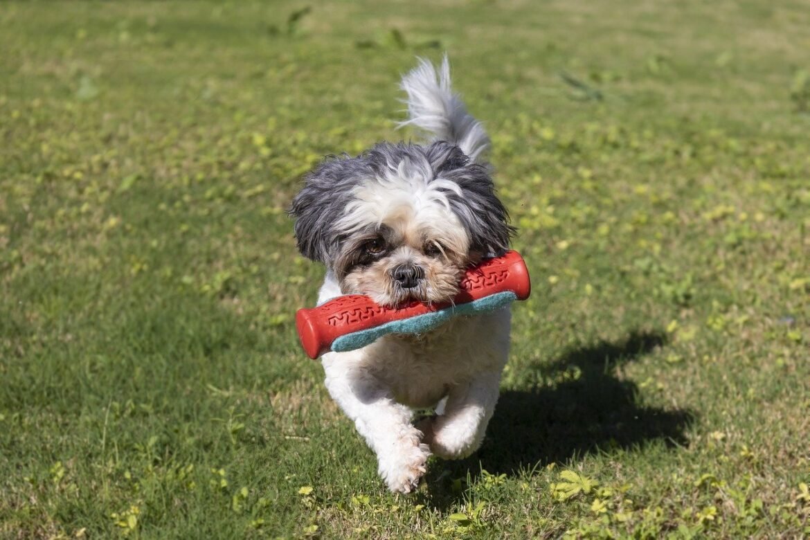 Shih Tzu Teeth Care: The Ultimate Guide for a Healthier Smile ...
