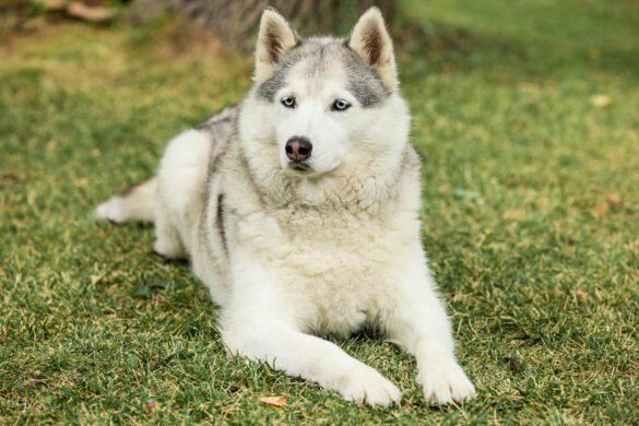From Puppy To Giant: When Does a Husky Stop Growing? | pawsometips.com