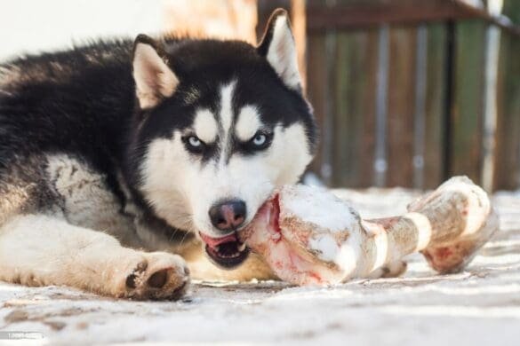 Can Huskies Eat Raw Meat? | pawsometips.com