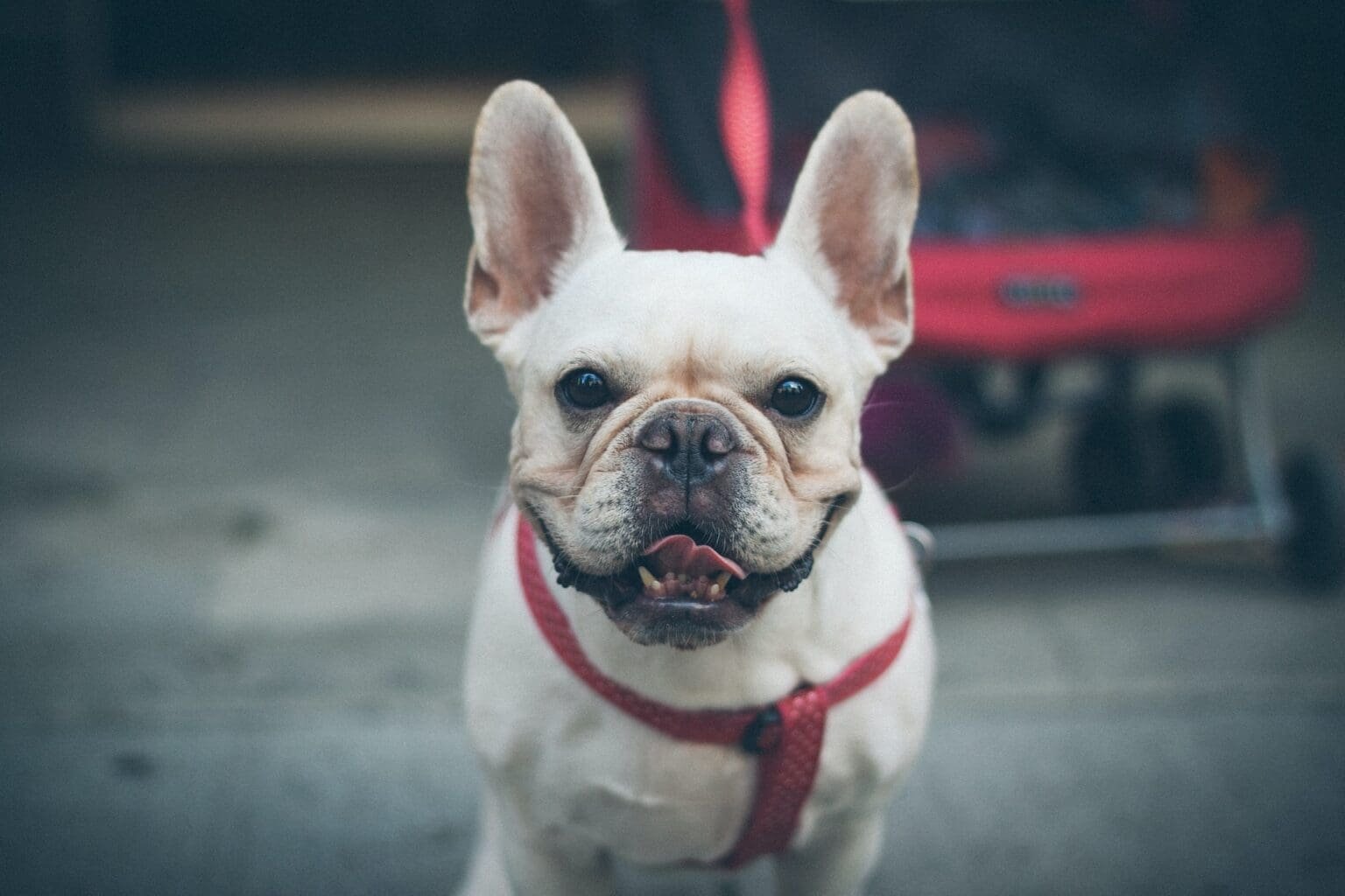 Why Are French Bulldogs So Expensive? | pawsometips.com