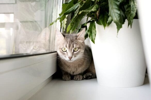 How To Entertain Your Cat: 9 Awesome Tips | pawsometips.com