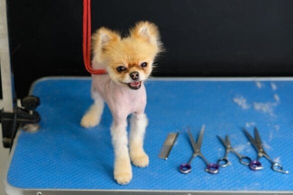 Pomeranians Without Hair: Exploring The Fascinating World | pawsometips.com