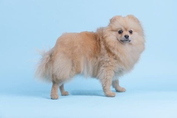 Beaver Pomeranians: Exploring The Playful World | pawsometips.com