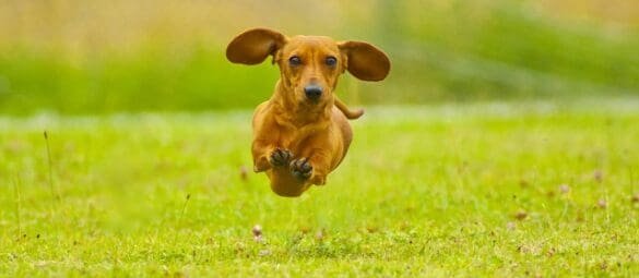 Are Dachshunds Hunting Dogs? The Dachshund Debate | pawsometips.com