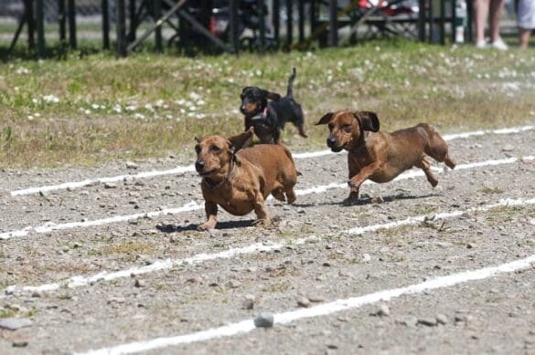 When is National Dachshund Day? Mark Your Calendar | pawsometips.com