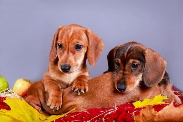 When is National Dachshund Day? Mark Your Calendar | pawsometips.com