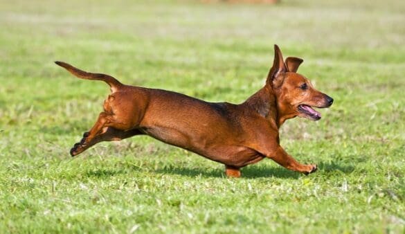 How Fast Can a Dachshund Run: Unleashing The Speed | pawsometips.com