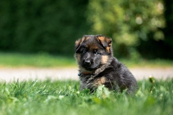 How To Potty Train A German Shepherd Puppy? | pawsometips.com