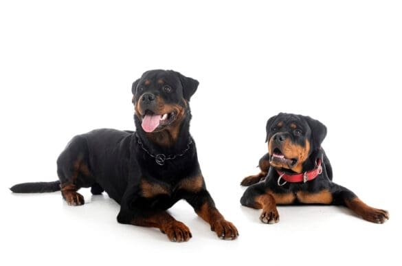 Rottweiler Heat Cycle: When Do Rottweilers Go Into Heat? | pawsometips.com