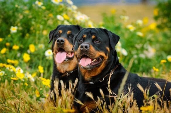 Rottweiler Heat Cycle: When Do Rottweilers Go Into Heat? | pawsometips.com