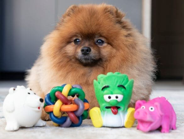 Best Toys For Pomeranians: 2024 Top Picks! | pawsometips.com