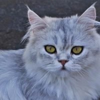 Dog Bite Scars: Effective Physical and Emotional Treatments